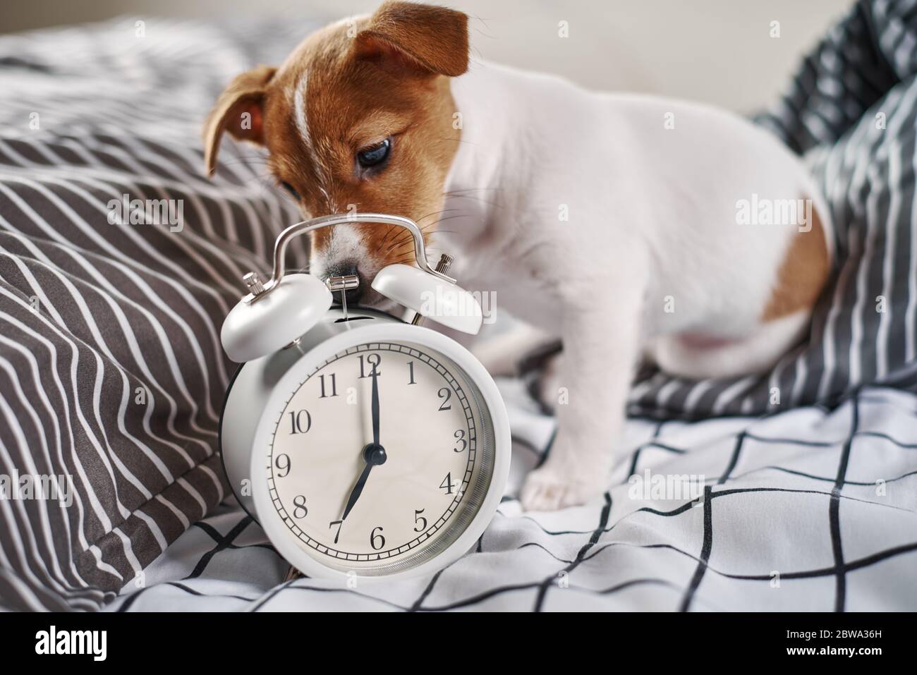 Jack russell terrier dog nibbles vintage alarm clock in bed. Wake up ...