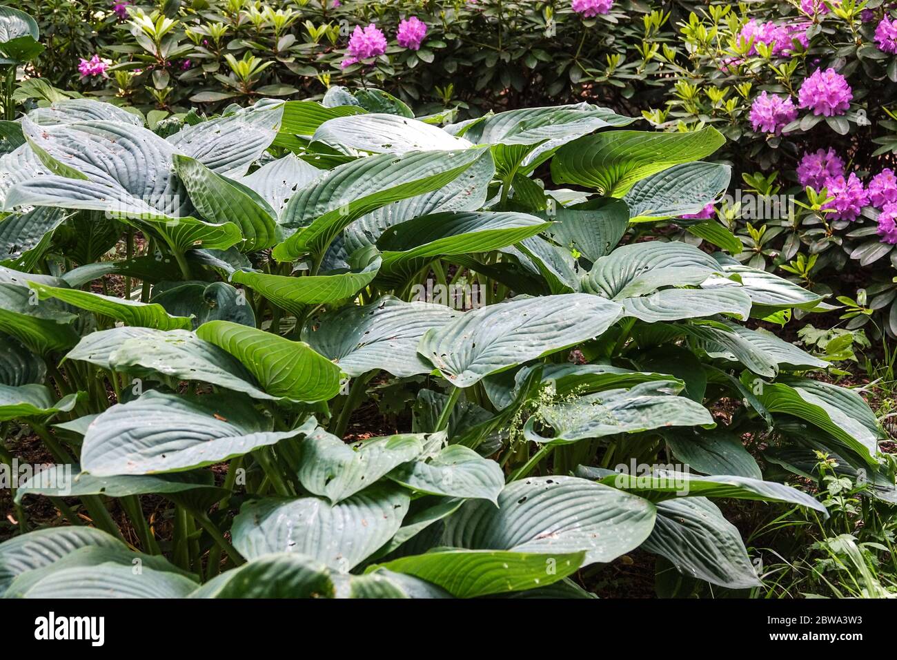 Hosta big leaves, Rhododendron shady garden Stock Photo - Alamy