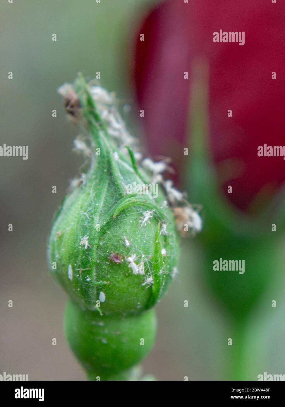 Aphids on roses hi-res stock photography and images - Alamy