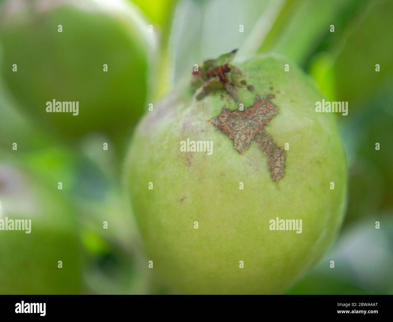 Apple fruit disease hi-res stock photography and images - Alamy