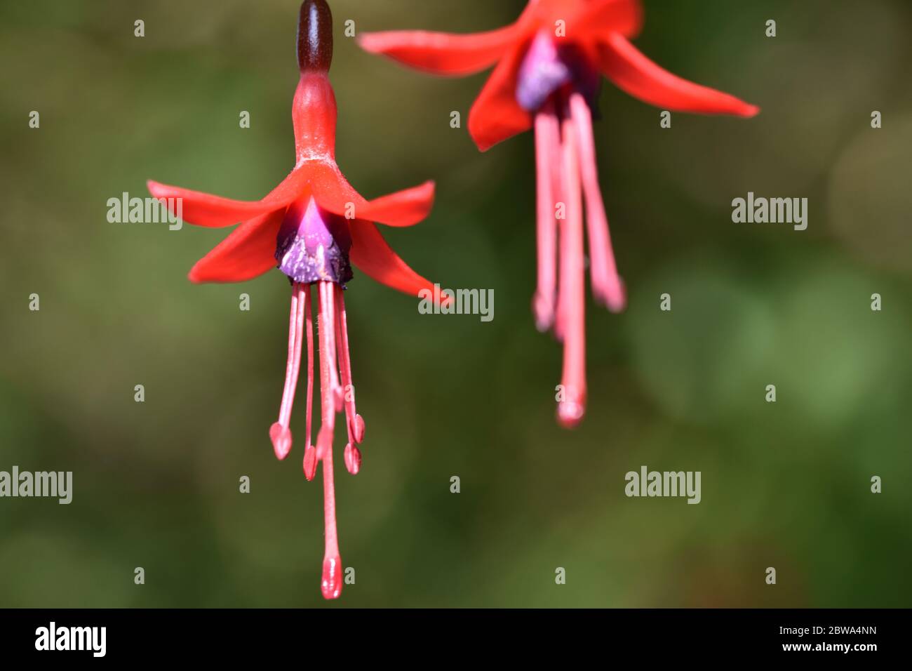 Fuchsia images hi-res stock photography and images - Alamy