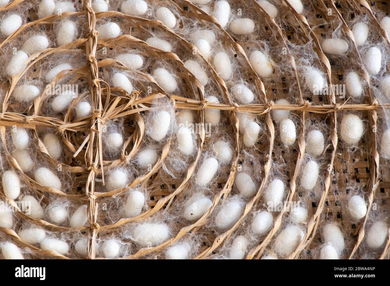 Closed up of group white cocoon of silk worm in weave nest background ...