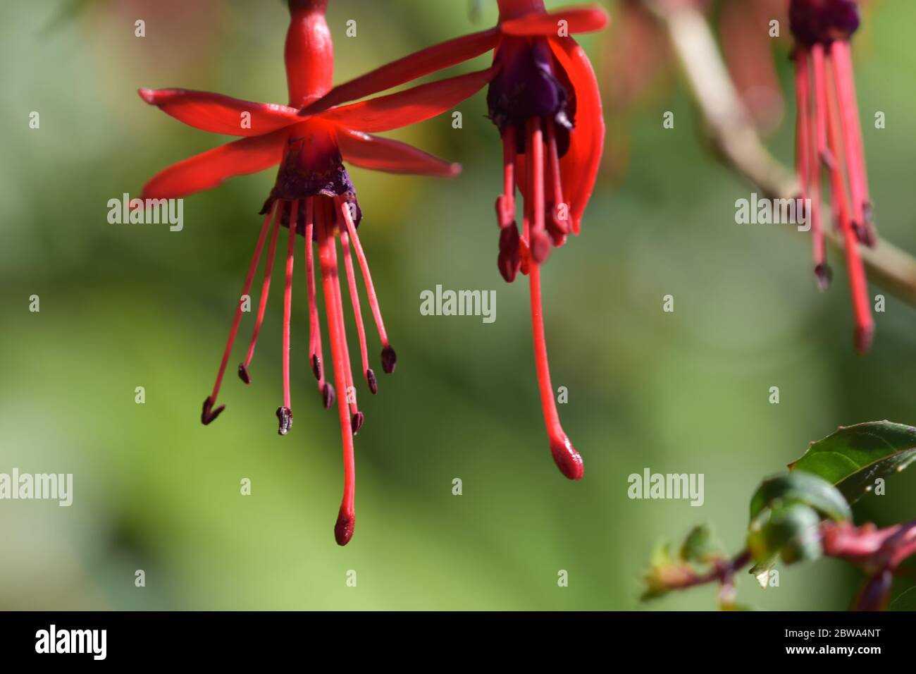 Red Hardy fuchsia with a dark green background with some bokeh Stock ...