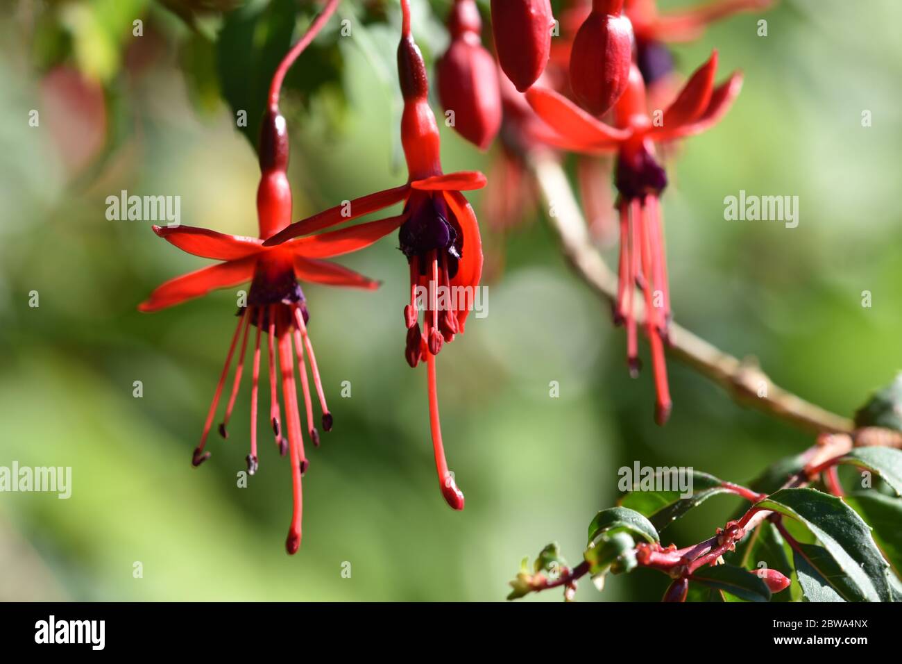 Fuchsia images hi-res stock photography and images - Alamy