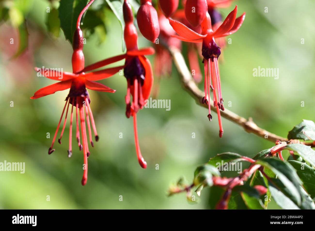Fuchsia triphylla uk hi-res stock photography and images - Alamy