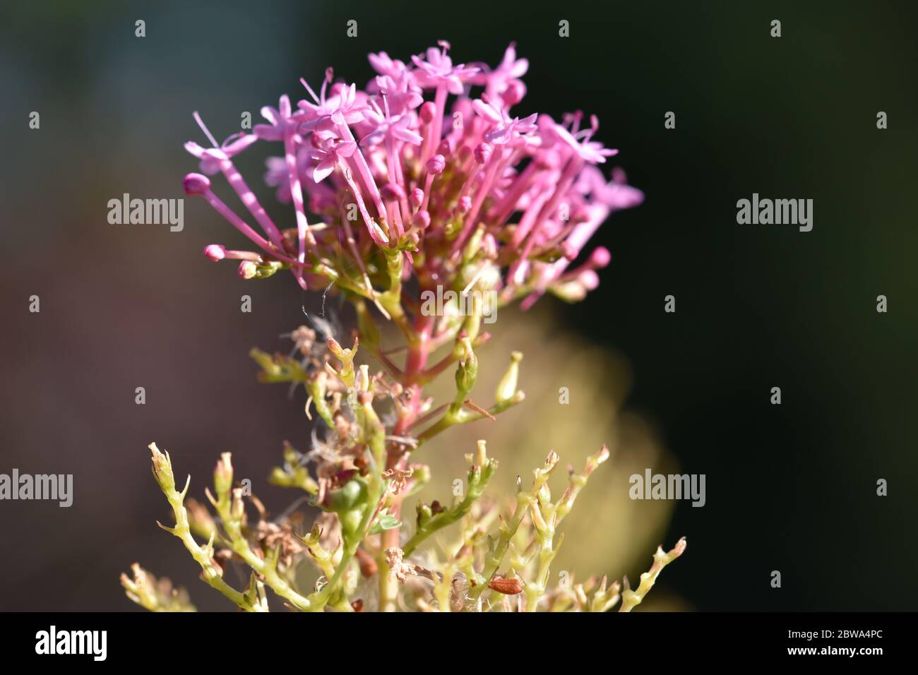 A photograph of a macro plant / flower Stock Photo - Alamy