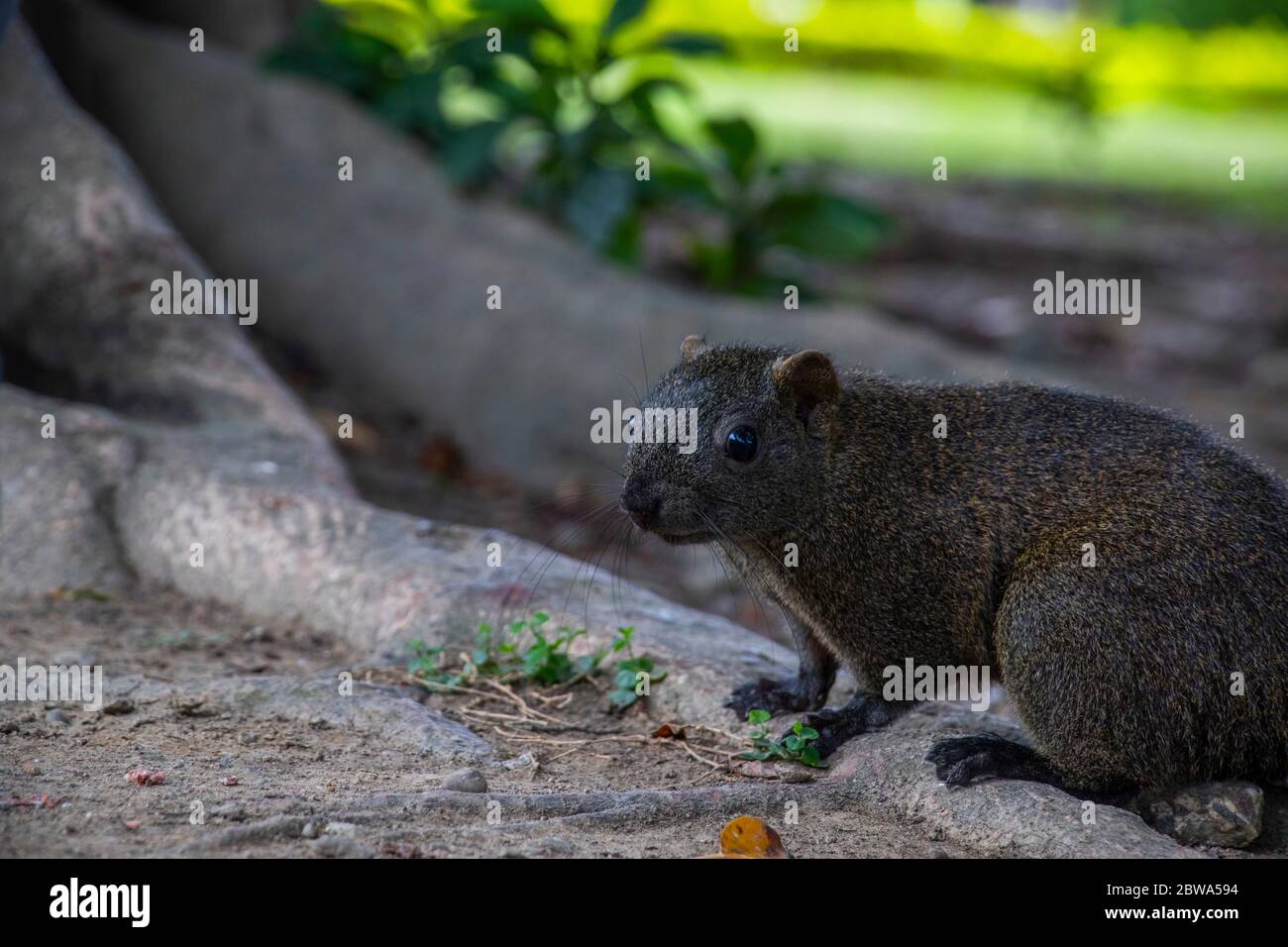Cute squirrel standing on a tree root. Captured near National Concert ...