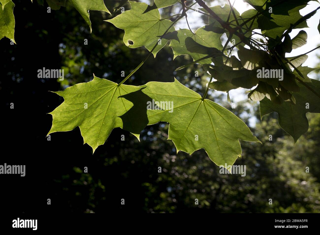 Sycamore trees uk hi-res stock photography and images - Alamy