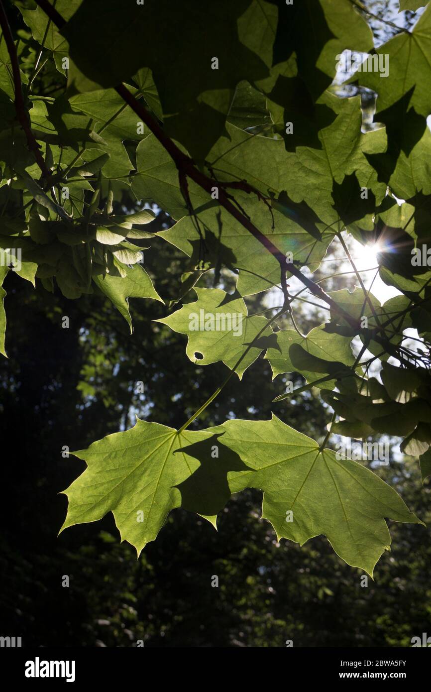 Tree leaves sycamore hi-res stock photography and images - Alamy