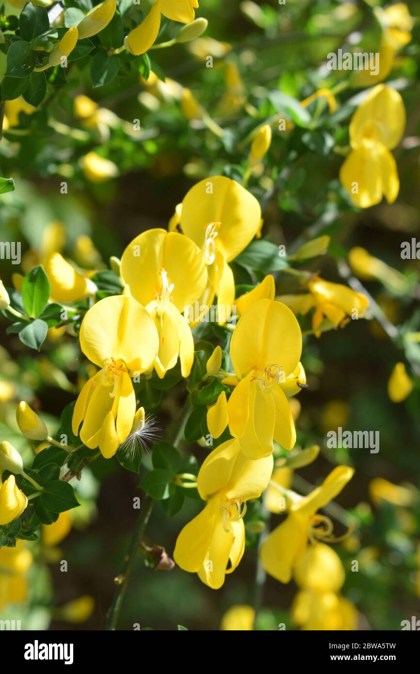 Ginister flower hi-res stock photography and images - Alamy
