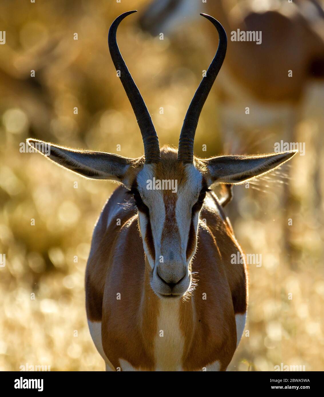 Springbok face hi-res stock photography and images - Alamy