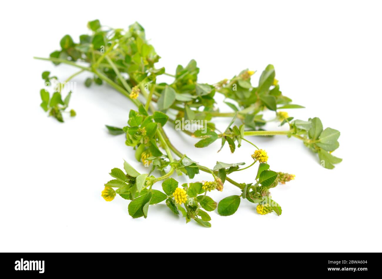 Trefoil clover hi-res stock photography and images - Alamy