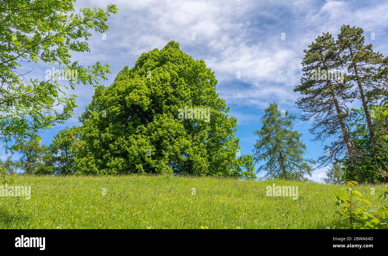 big walnut tree with green leaves and clear sky background Stock Photo ...