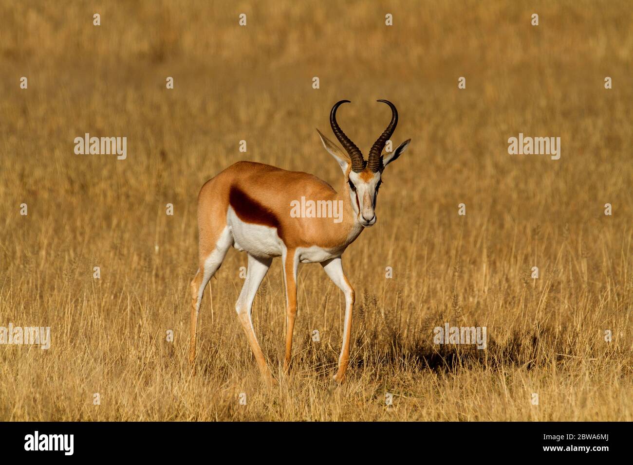 Springbok with horns hi-res stock photography and images - Alamy
