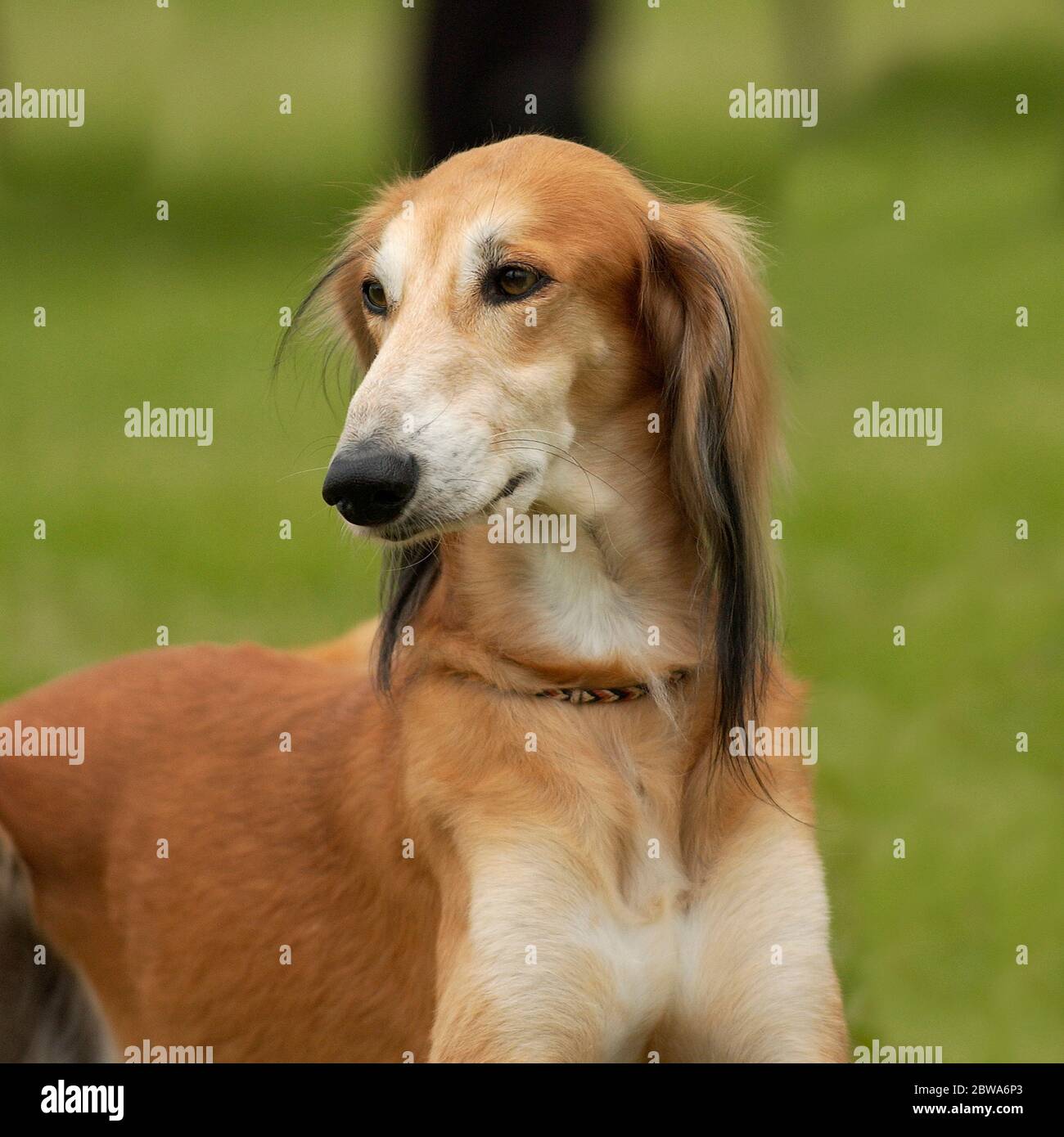 saluki dog portrait Stock Photo - Alamy