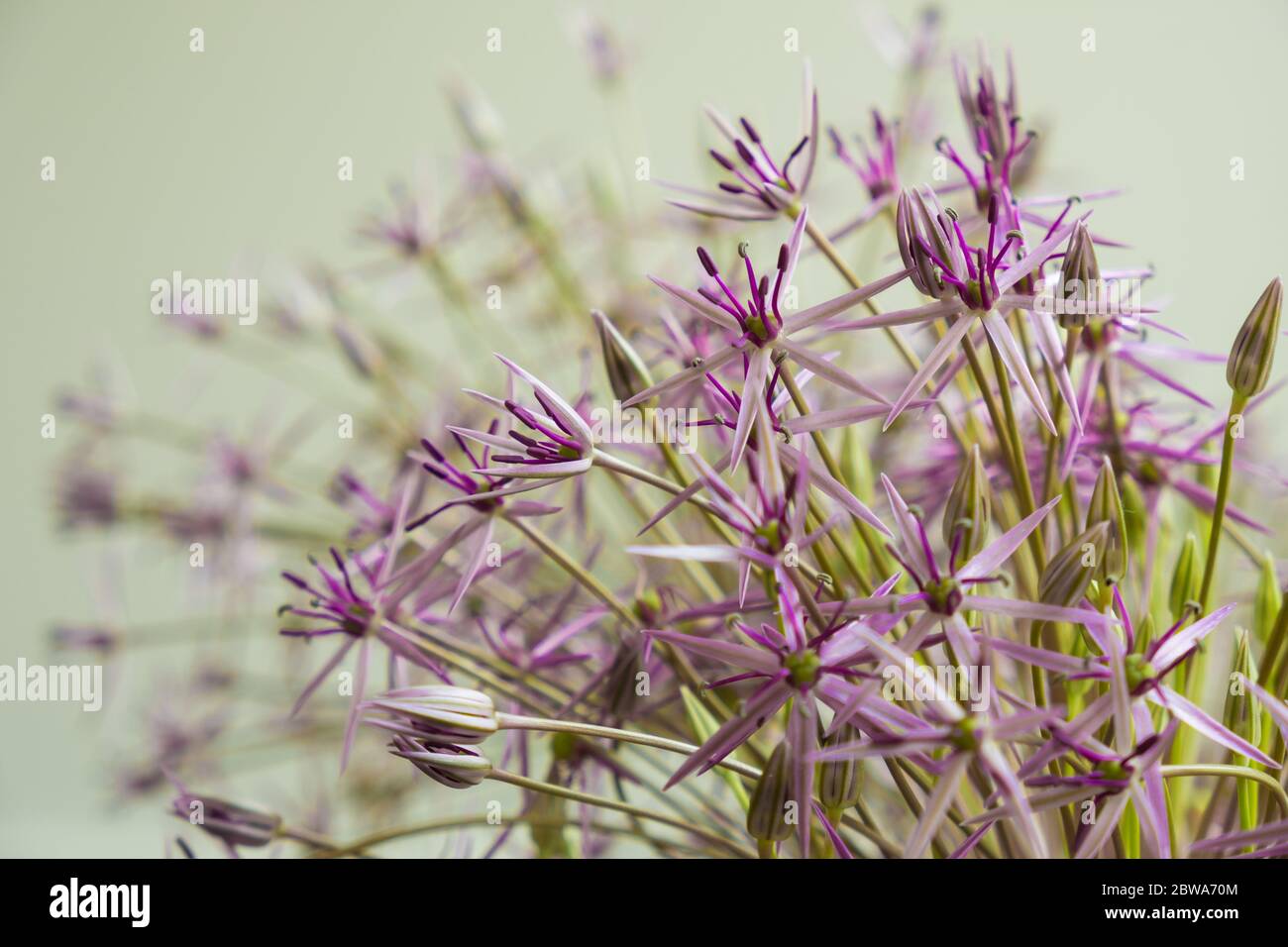 Allium cristophii, star of Persia flowers close up Stock Photo - Alamy