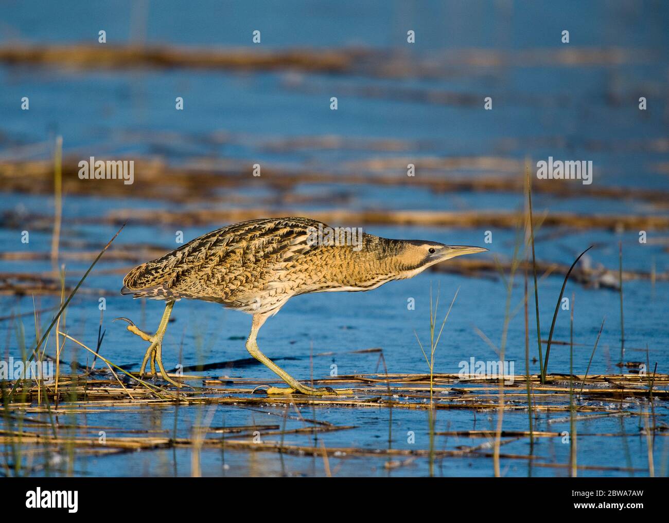 Bittern like bird hi-res stock photography and images - Alamy