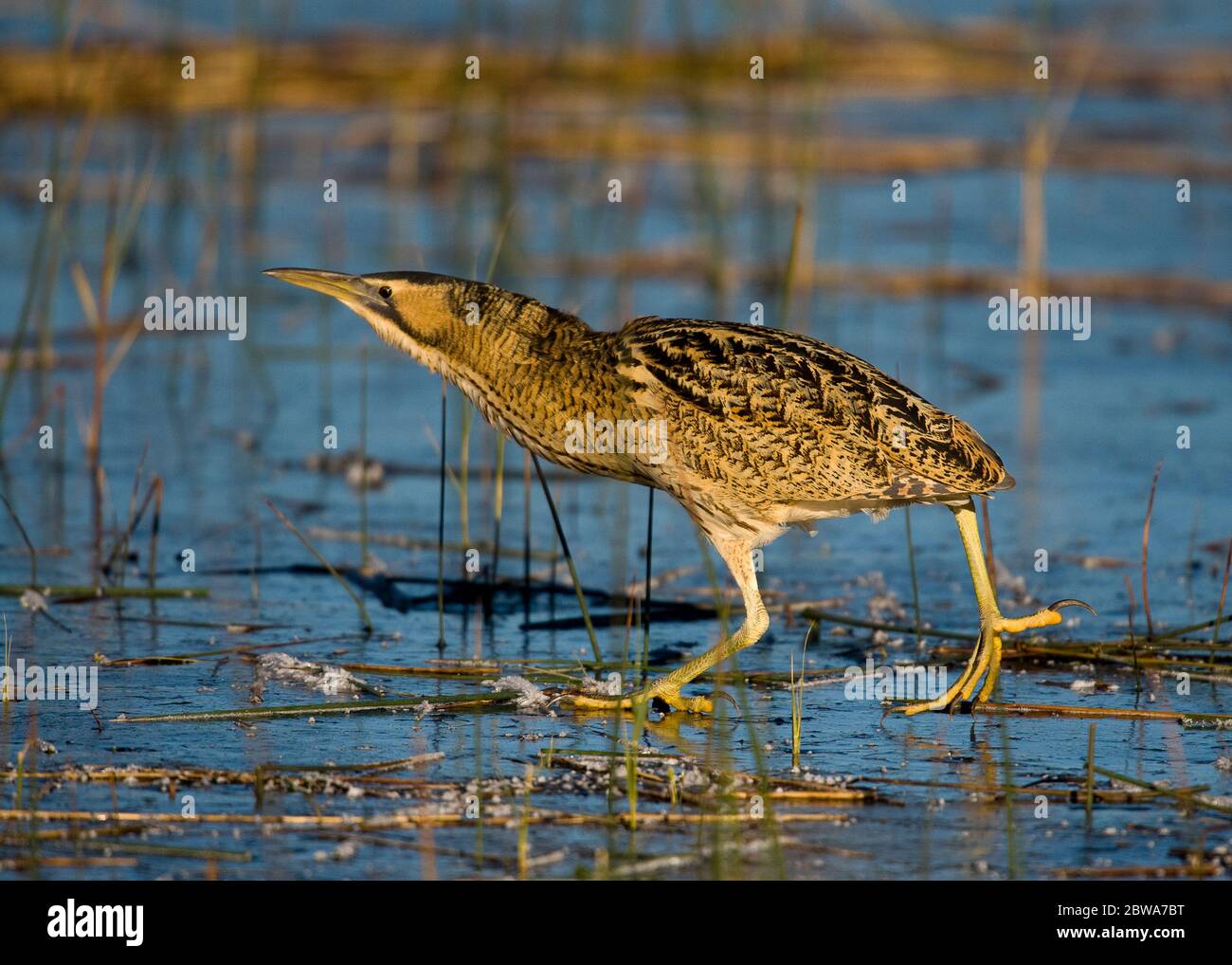 Booming bitterns hi-res stock photography and images - Alamy