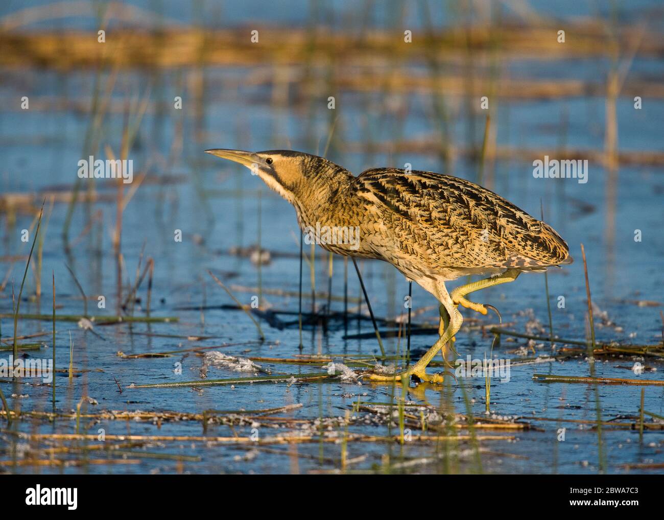 Booming bitterns hi-res stock photography and images - Alamy