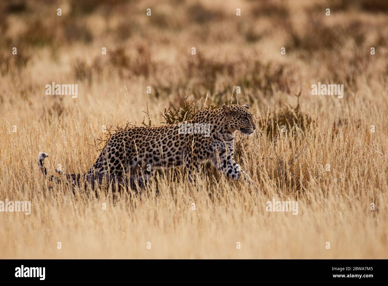 Leopard africa forest hi-res stock photography and images - Alamy