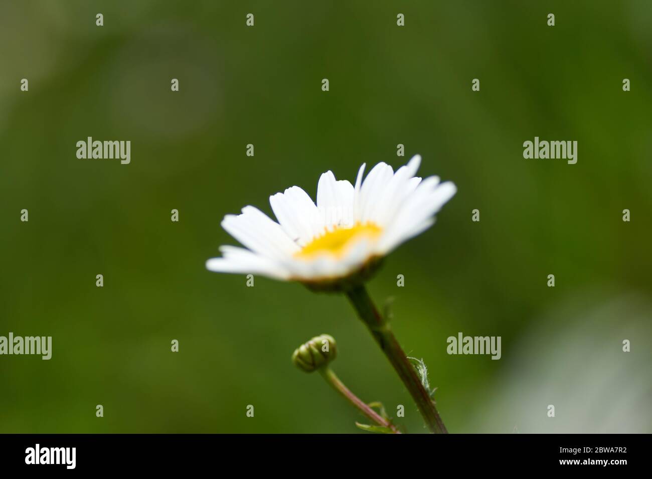 Isolated image of a daisy plant,Scientific name Leucanthemum vulgare ...