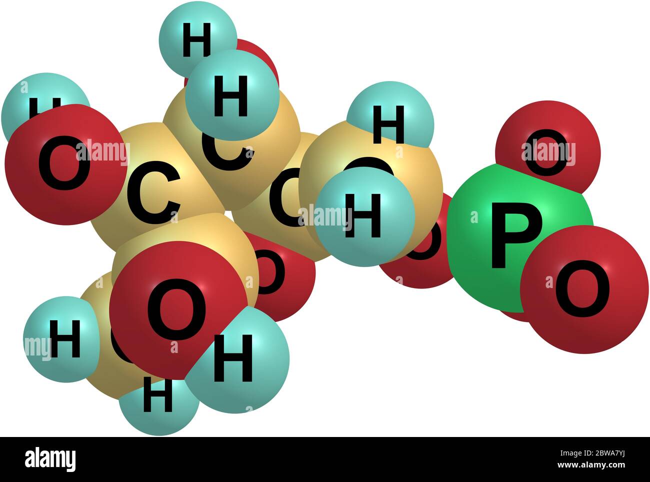 Fructose 6-phosphate or Neuberg ester is a fructose sugar ...