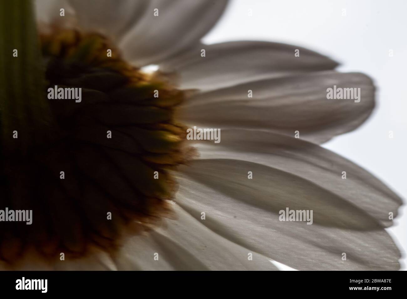 Isolated image of a daisy plant,Scientific name Leucanthemum vulgare ...