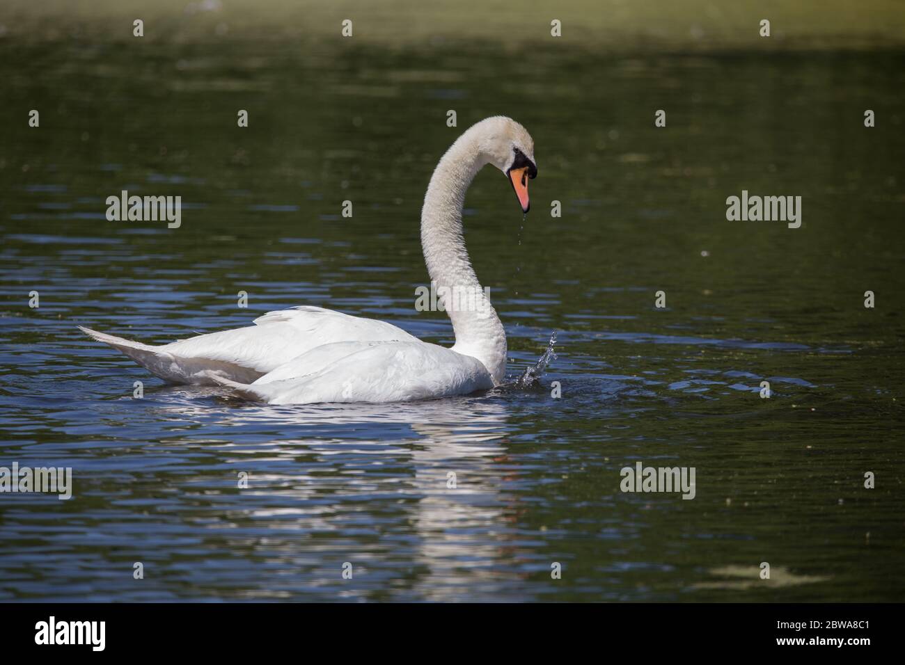 English swan in a lake, taken uk Stock Photo - Alamy