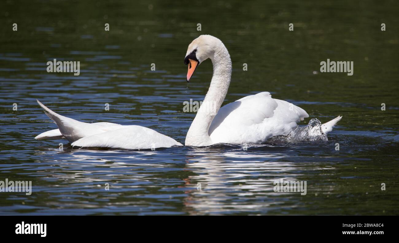 English swan in a lake, taken uk Stock Photo - Alamy