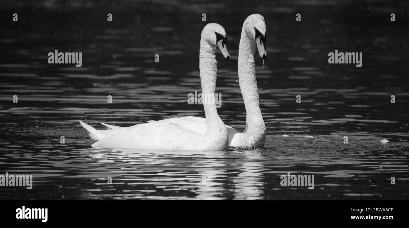 English swans Black and White Stock Photos & Images - Alamy