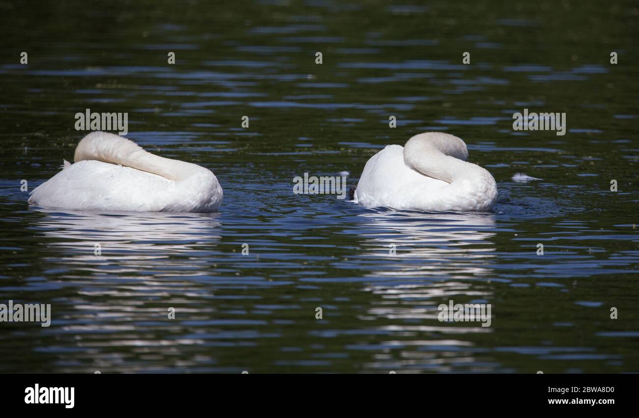 English swan in a lake, taken uk Stock Photo - Alamy