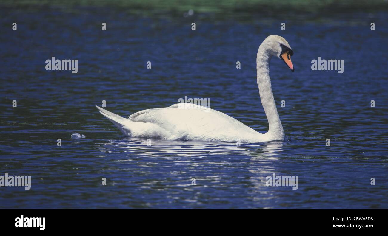 English swan in a lake, taken uk Stock Photo - Alamy