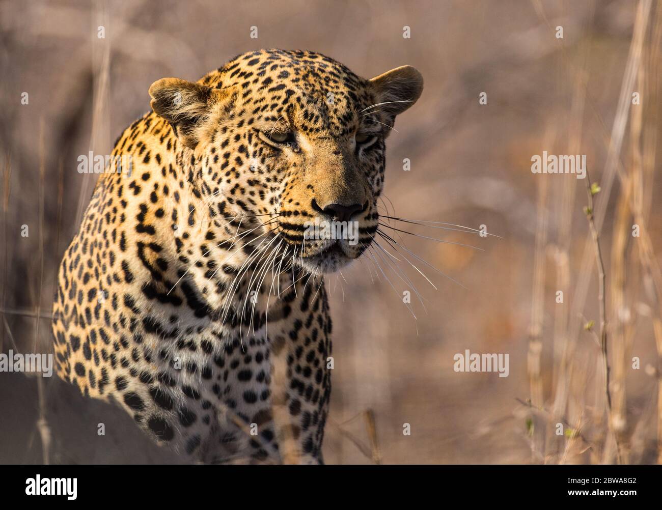 Leopard in Africa Stock Photo - Alamy
