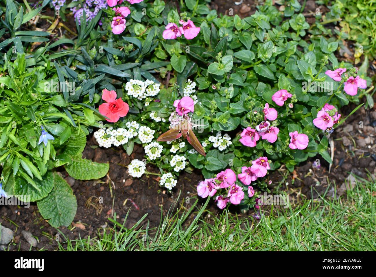 Elephant Hawk Moth just emerged from Chrysalis Stock Photo - Alamy