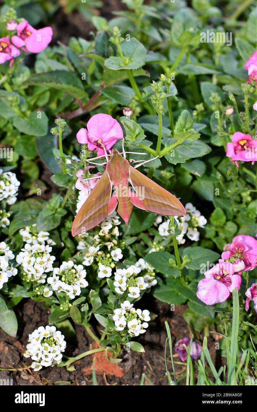 Elephant Hawk Moth just emerged from Chrysalis Stock Photo - Alamy