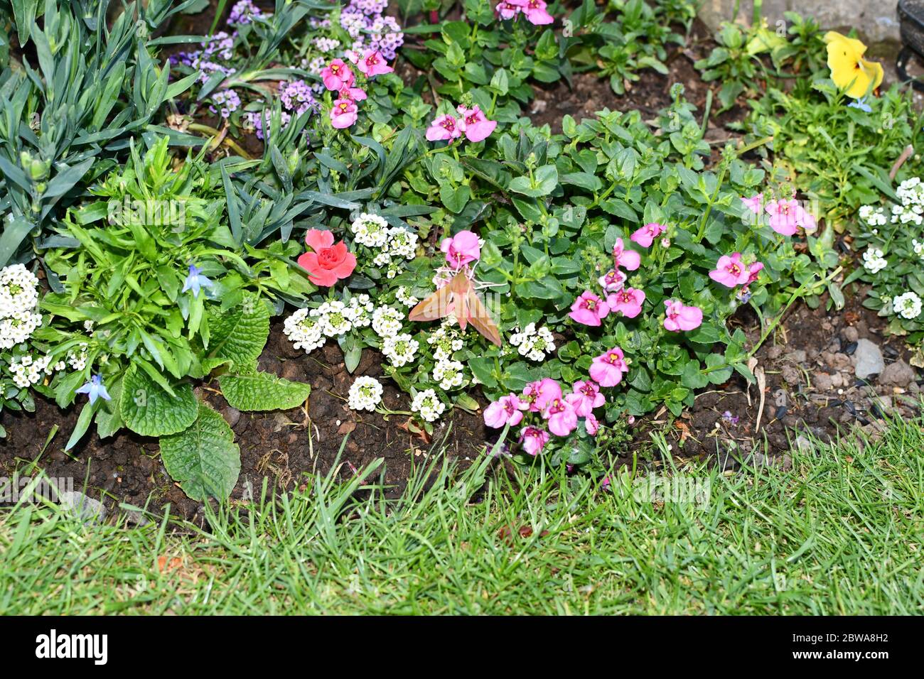 Elephant Hawk Moth just emerged from Chrysalis Stock Photo - Alamy