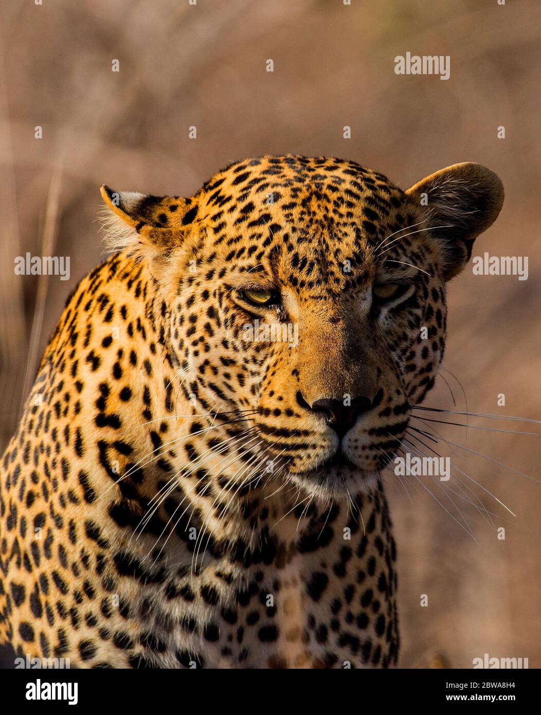 Leopard in Africa Stock Photo - Alamy