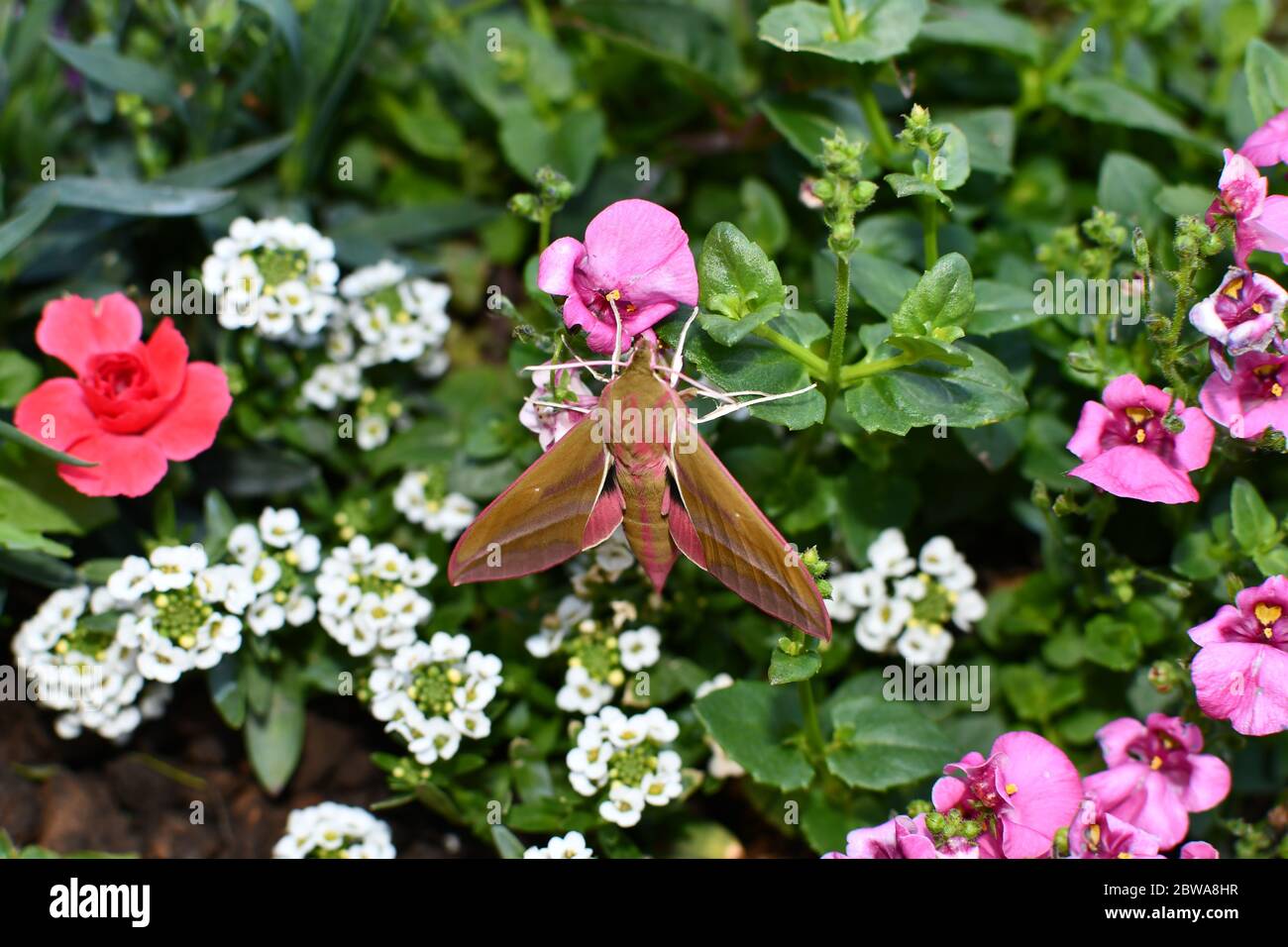 Elephant Hawk Moth just emerged from Chrysalis Stock Photo - Alamy