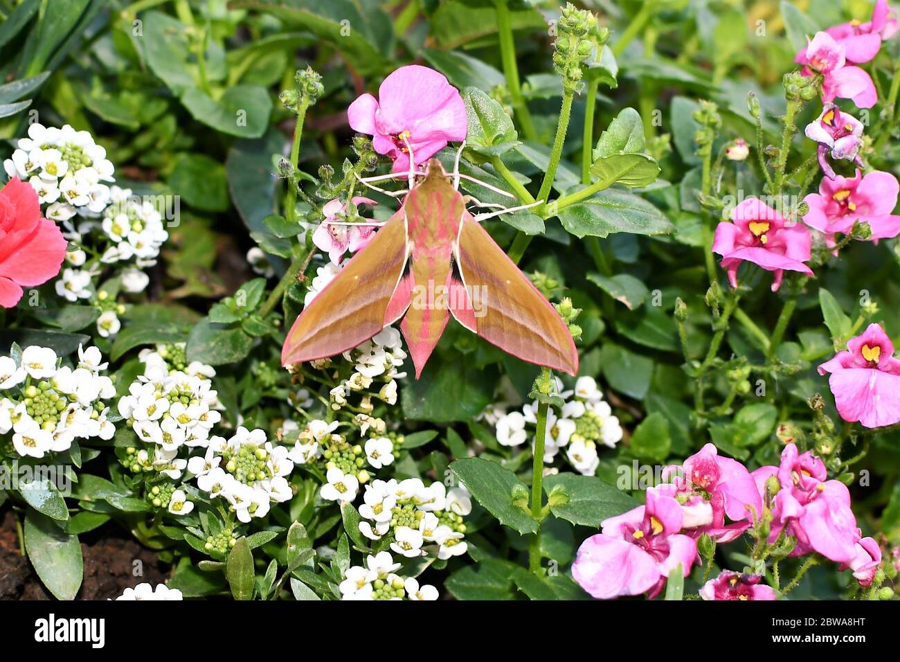 Elephant hawk moth chrysalis hi-res stock photography and images - Alamy