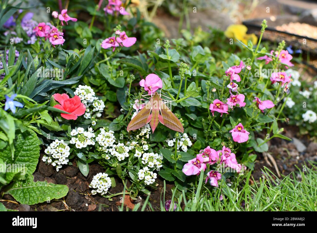 Elephant Hawk Moth just emerged from Chrysalis Stock Photo - Alamy