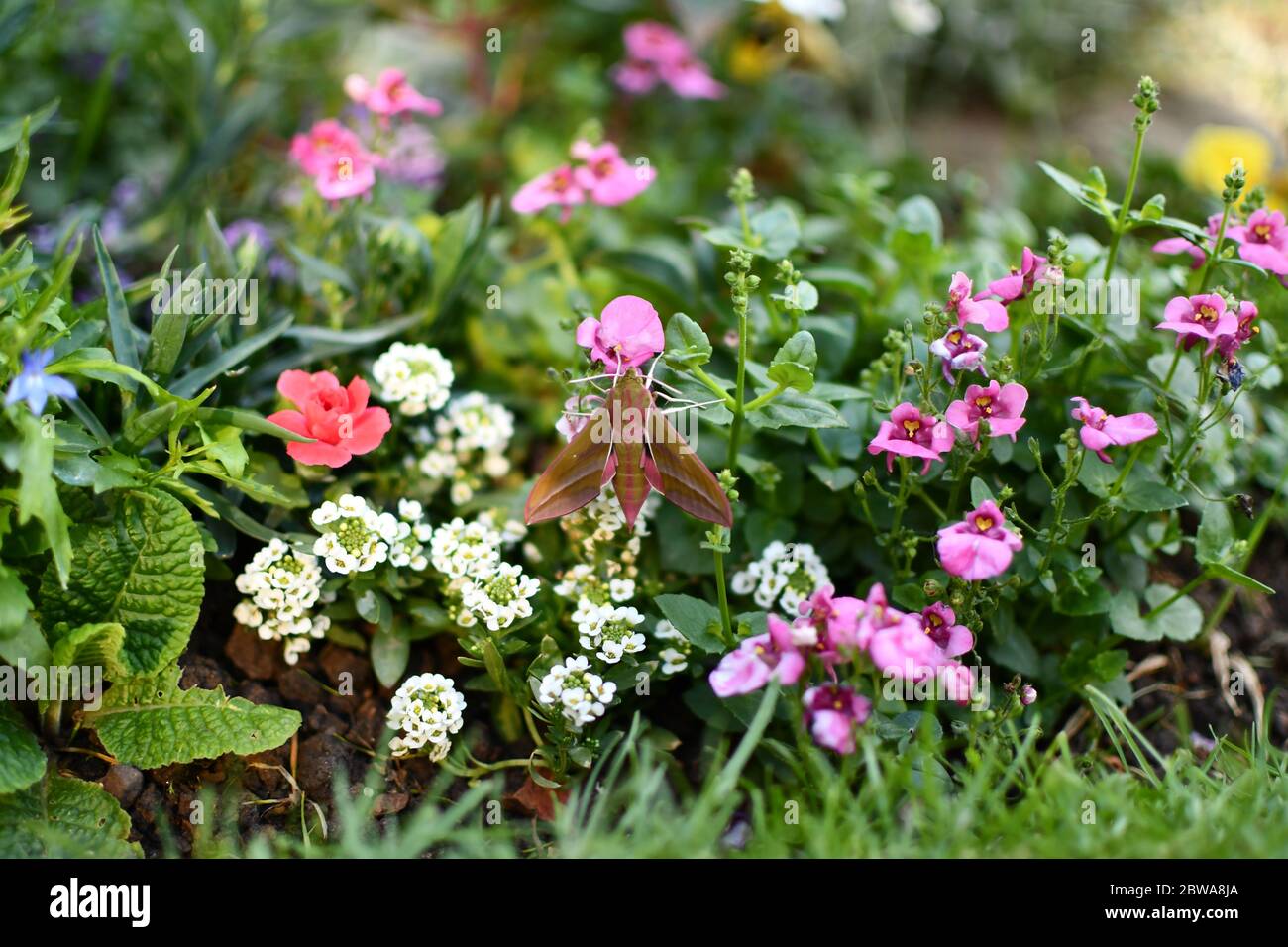 Elephant Hawk Moth just emerged from Chrysalis Stock Photo - Alamy