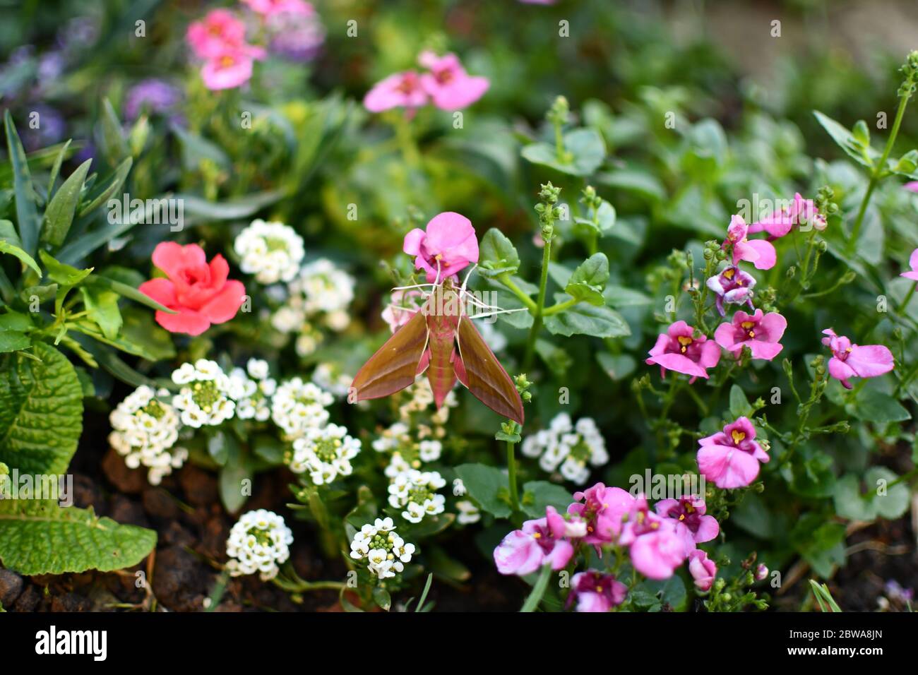Elephant Hawk Moth just emerged from Chrysalis Stock Photo - Alamy