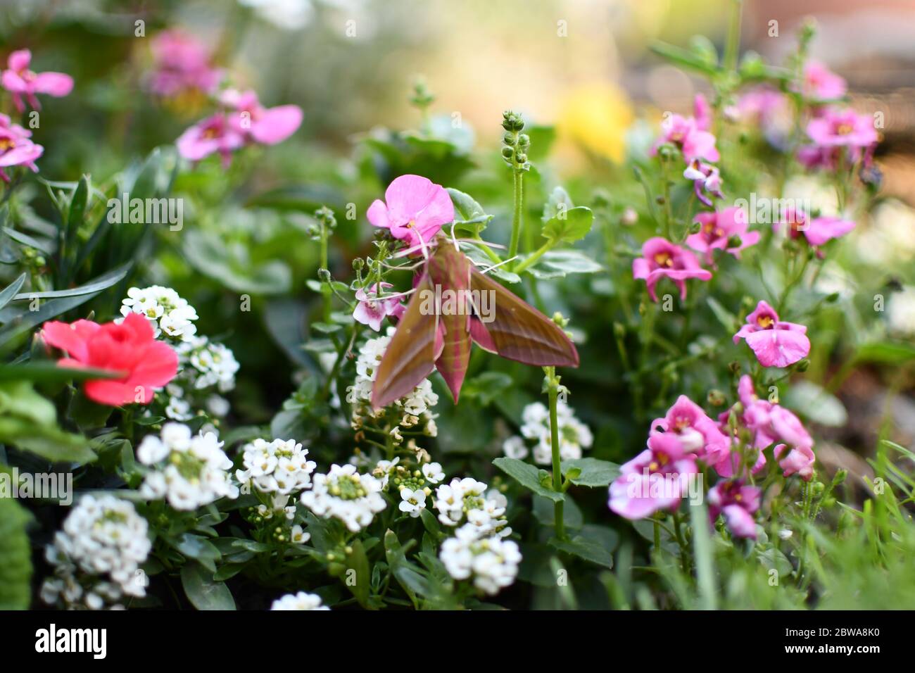 Elephant hawk moth hi-res stock photography and images - Alamy