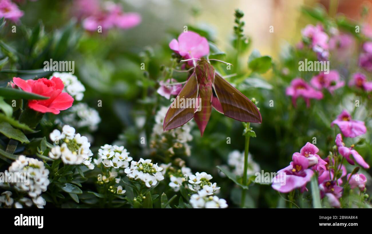 Elephant Hawk Moth just emerged from Chrysalis Stock Photo - Alamy
