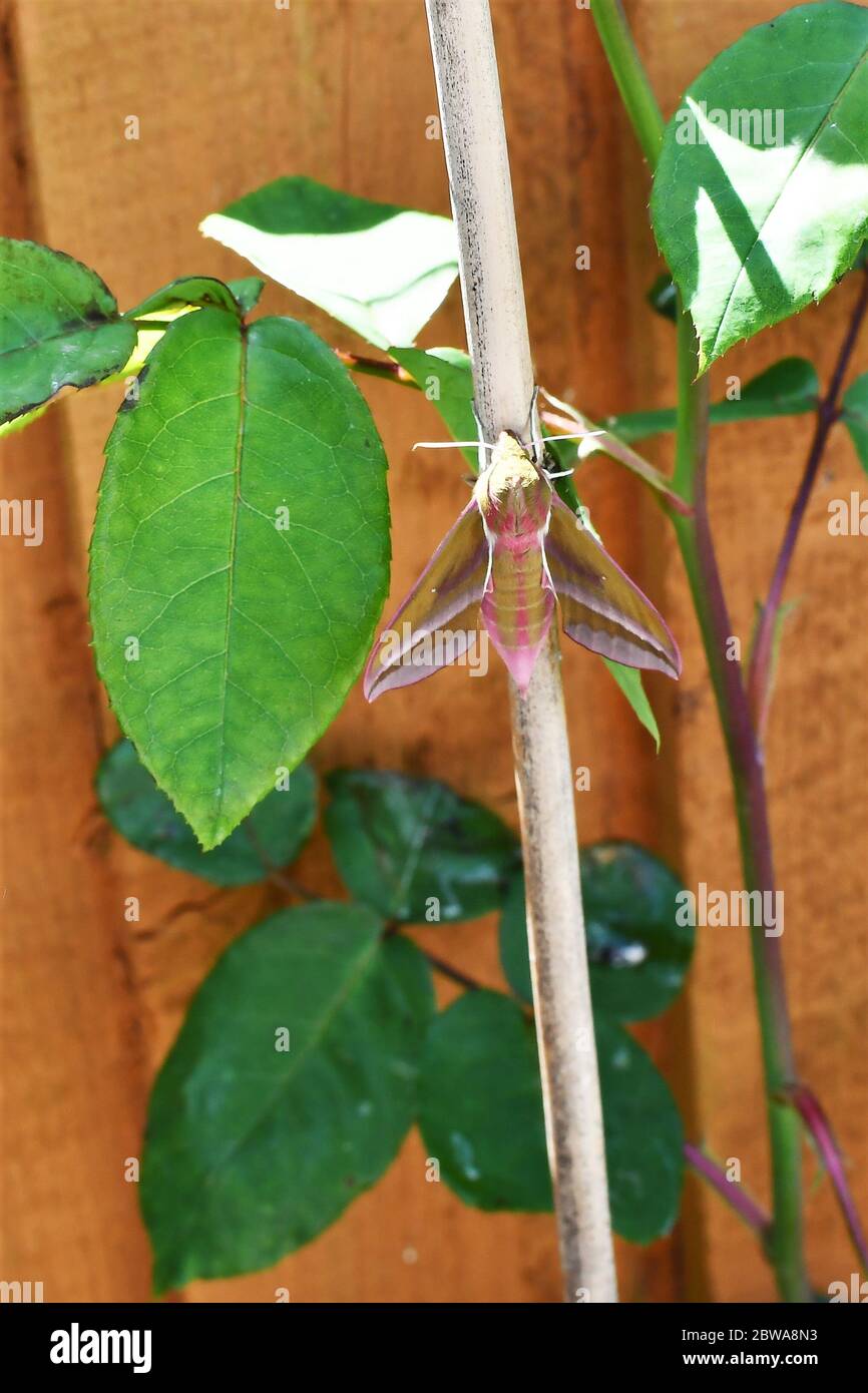 Elephant Hawk Moth just emerged from Chrysalis Stock Photo - Alamy