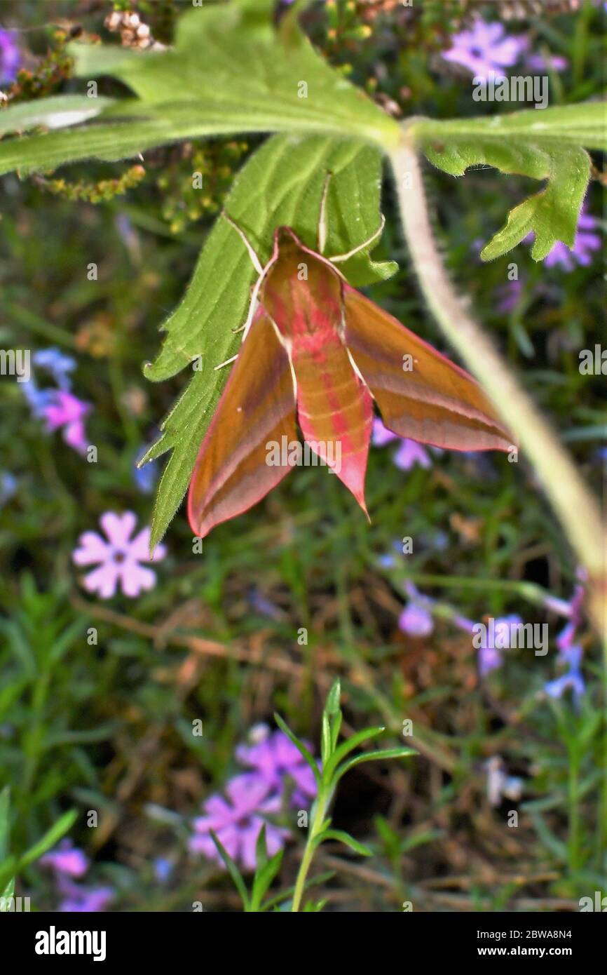 Elephant Hawk Moth just emerged from Chrysalis Stock Photo - Alamy