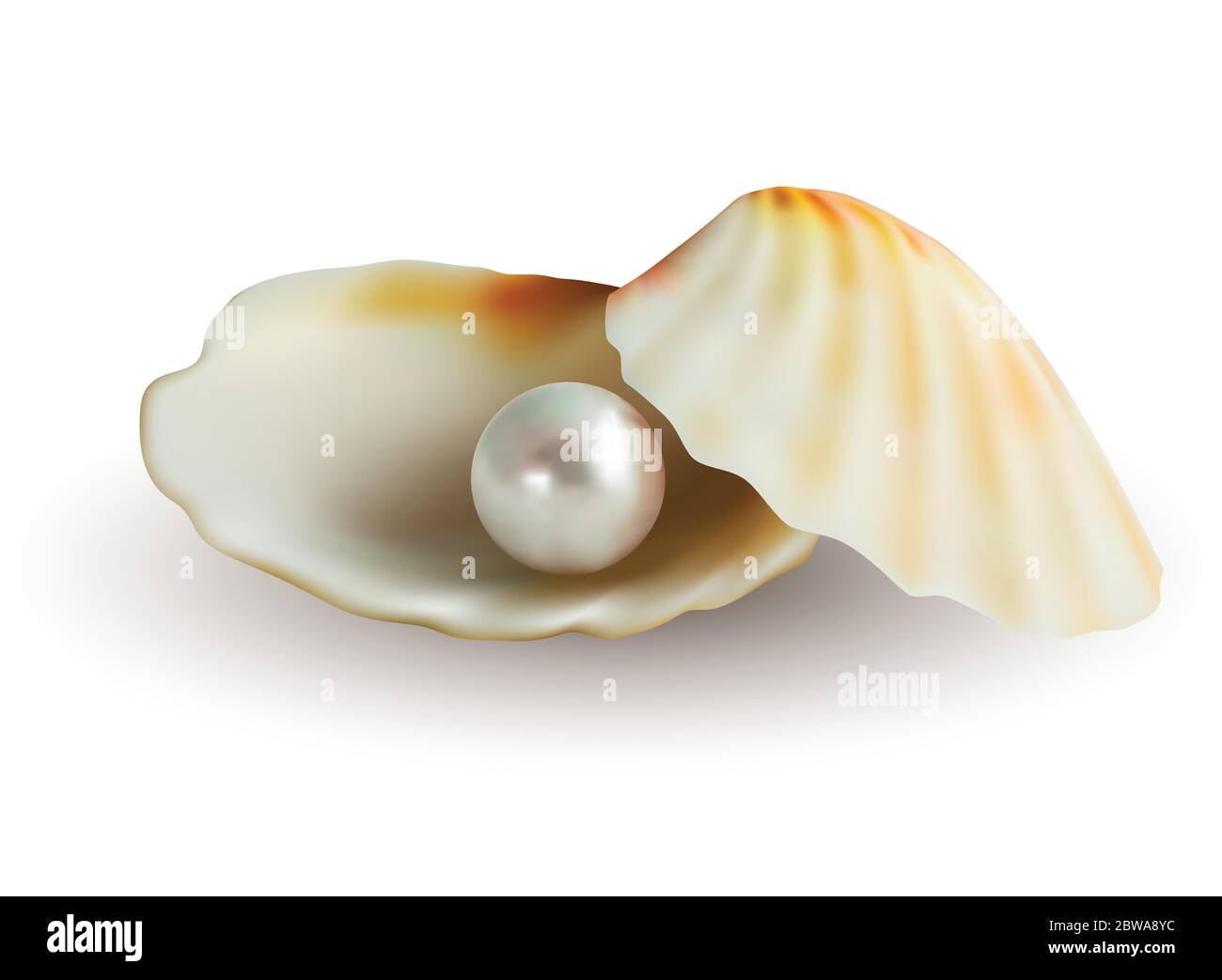 Realistic vector pearl in shell. Isolated on white background Stock ...