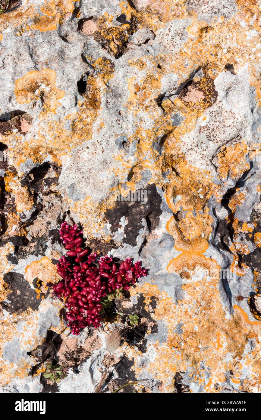 coastal vegetation on colorful rock Stock Photo - Alamy