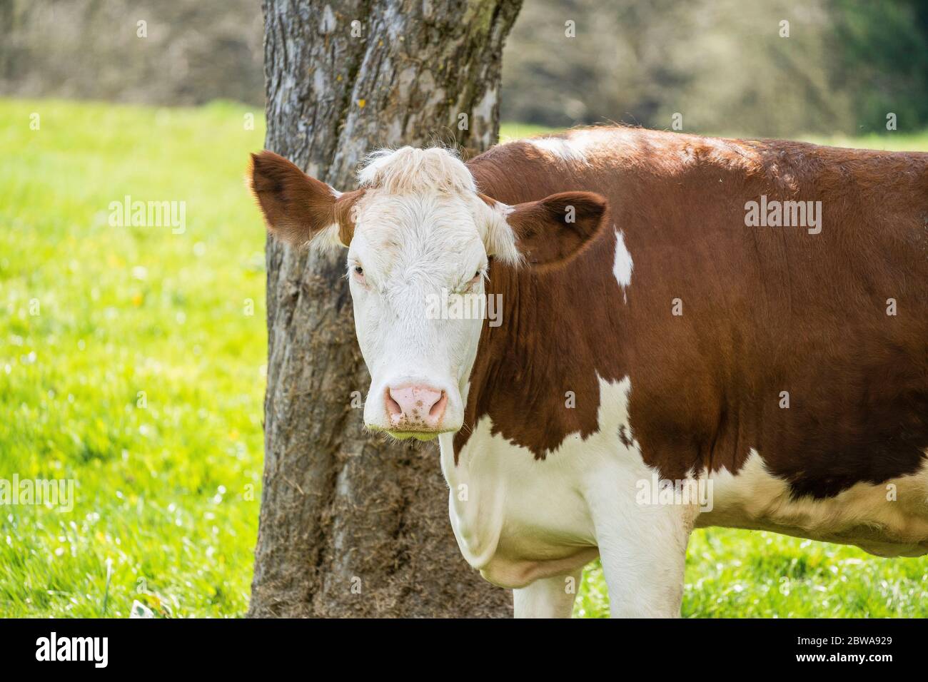 Milk cow stands on a pasture and looks perplexed Stock Photo - Alamy