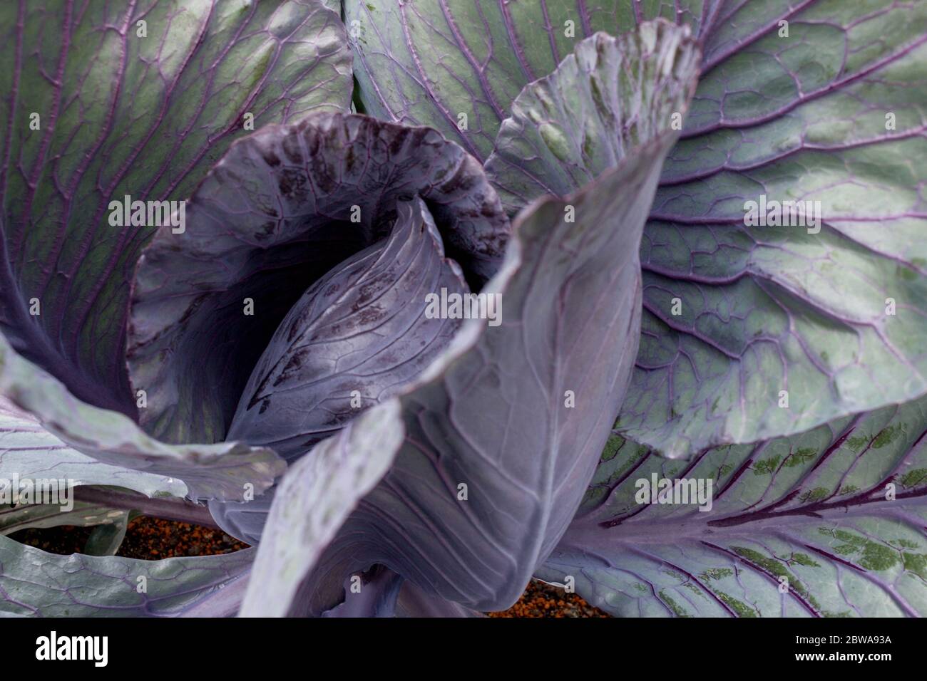 large beautiful green and purple cabbage in field in full detail Stock ...